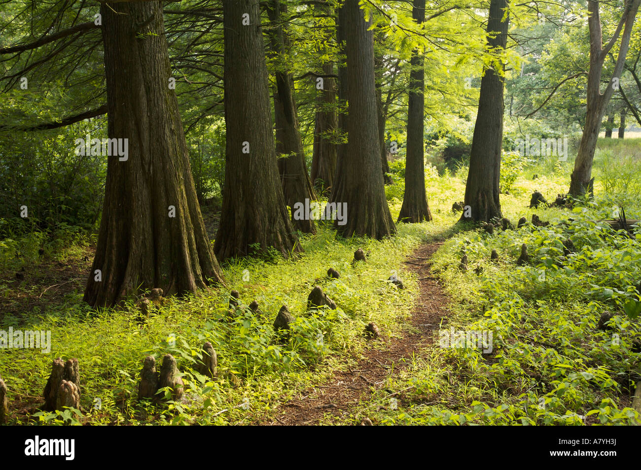 Bald cypress grove Cook County Illinois Stock Photo - Alamy