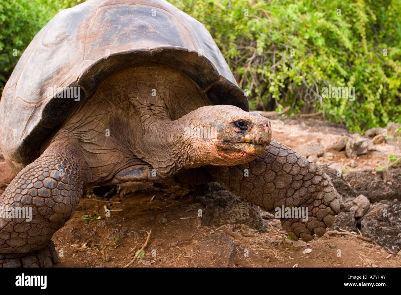 Giant Tortoise, Galapagos Islands, Ecuador Stock Photo - Alamy
