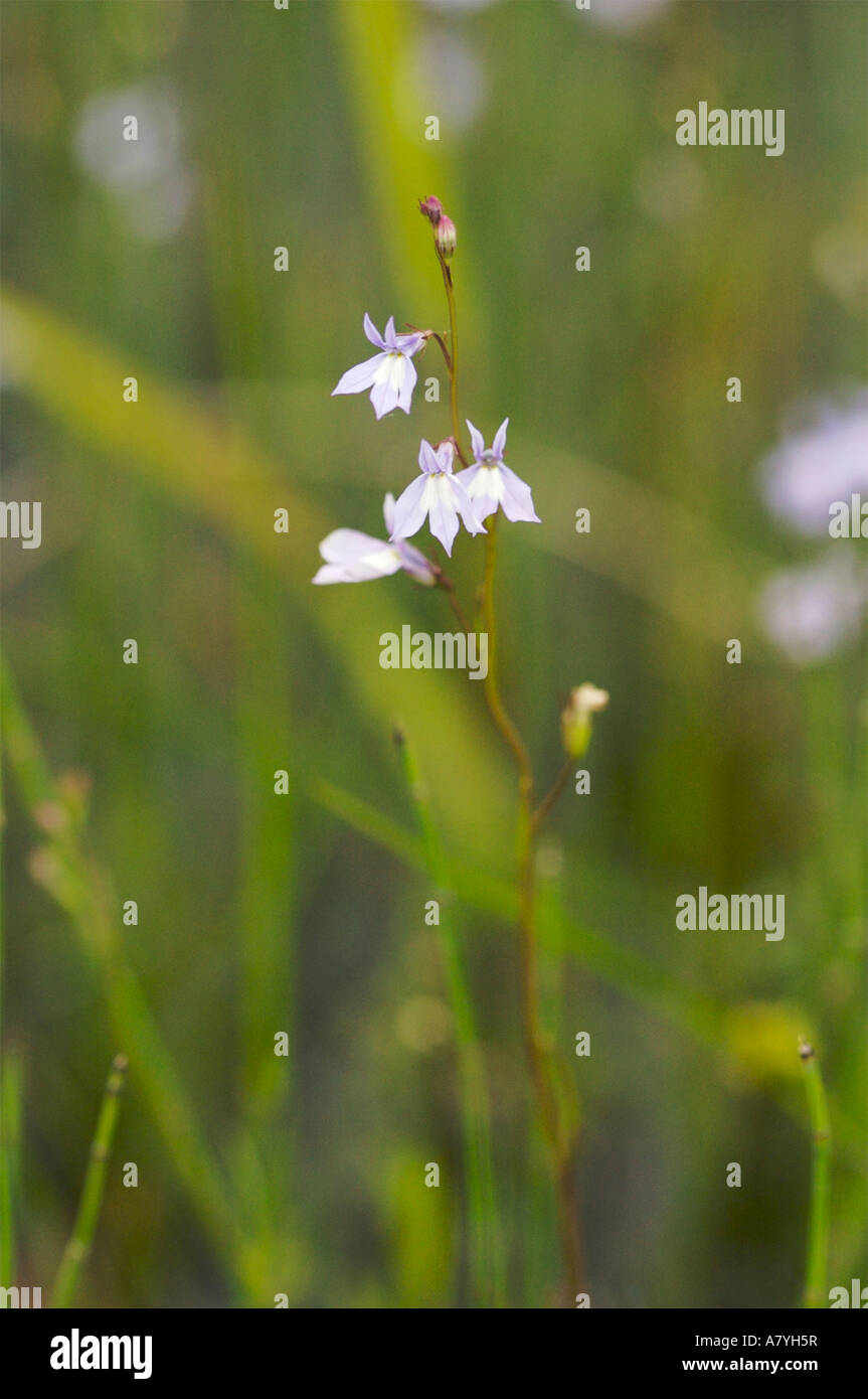 Kalm's or brook lobelia Lobelia kalmii Illinois Beach State Park Stock ...