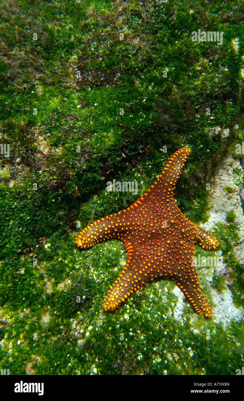 Panamic cushion star (Pentaceraster cumingi), off Fernandina Island ...