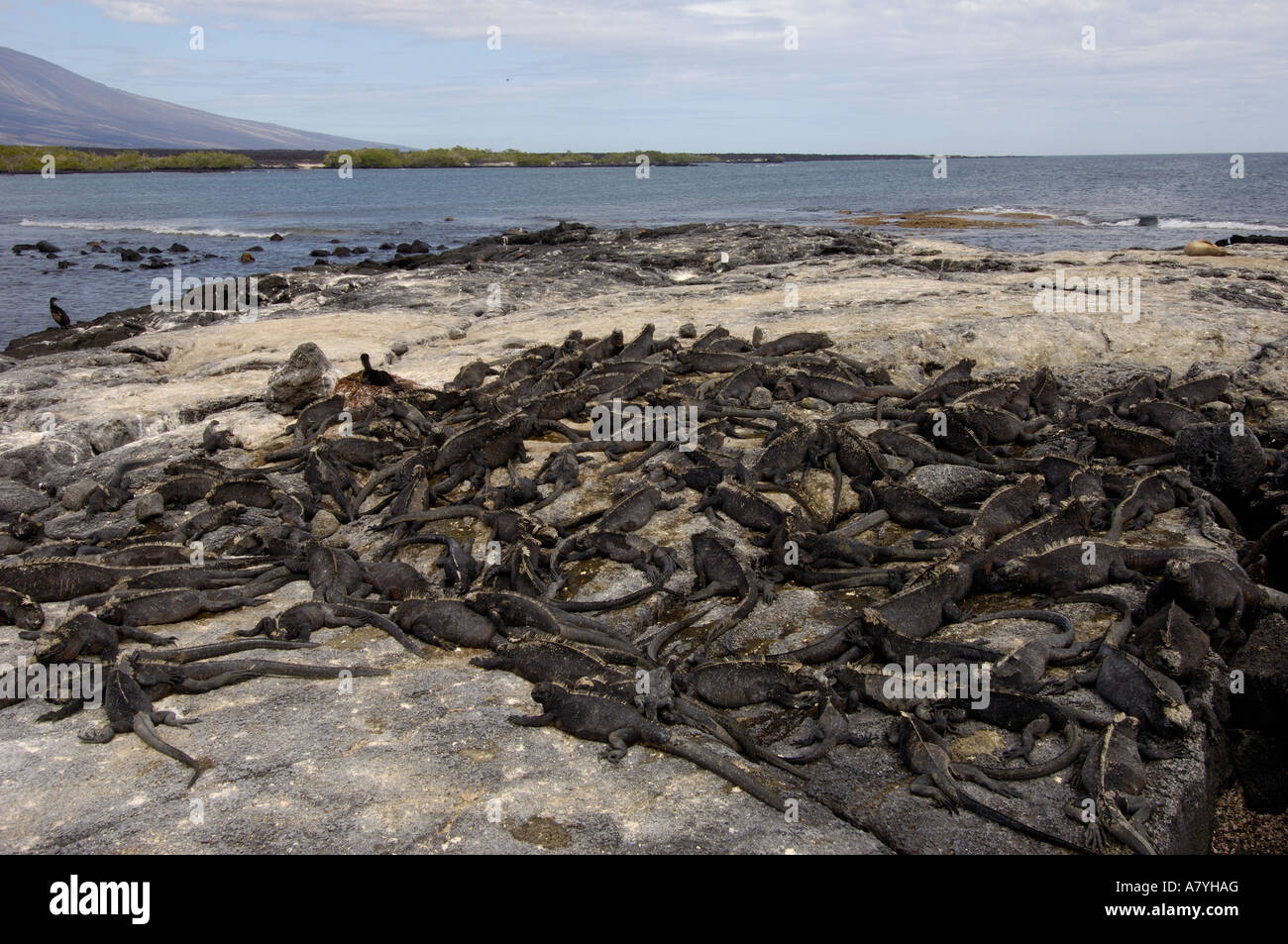Marine Iguanas with Fernandina Volcano in the back ground., Fernandina ...
