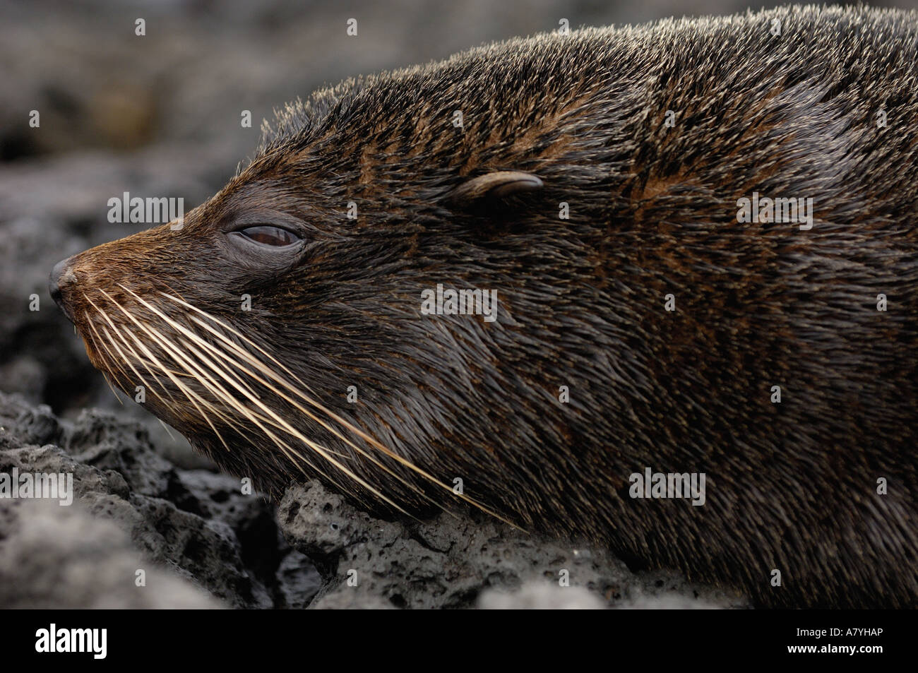 Galapagos fur seal (Arctocephalus galapagoensis) Santiago (James ...