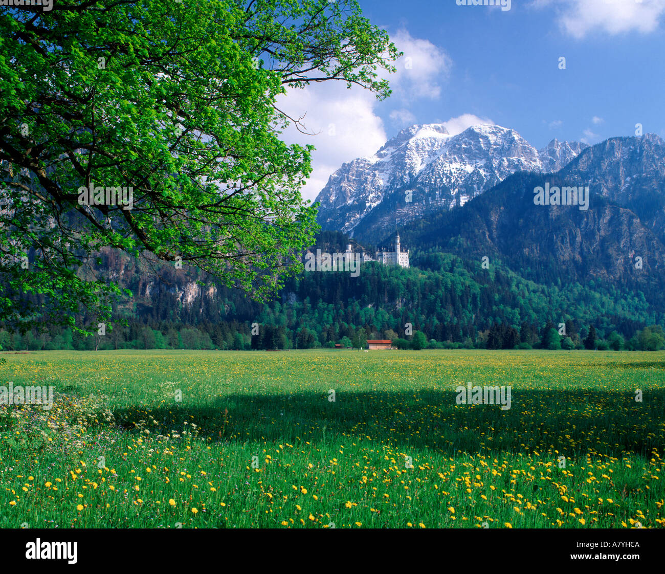 Neuschwanstein Castle near Fussen, Bavaria, Germany Stock Photo - Alamy