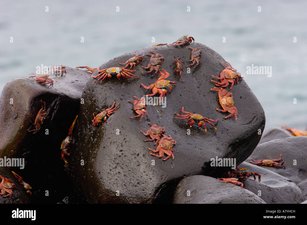 Sally lightfoot crabs (Grapsus grapsus), Espa–ola (Hood) Island ...
