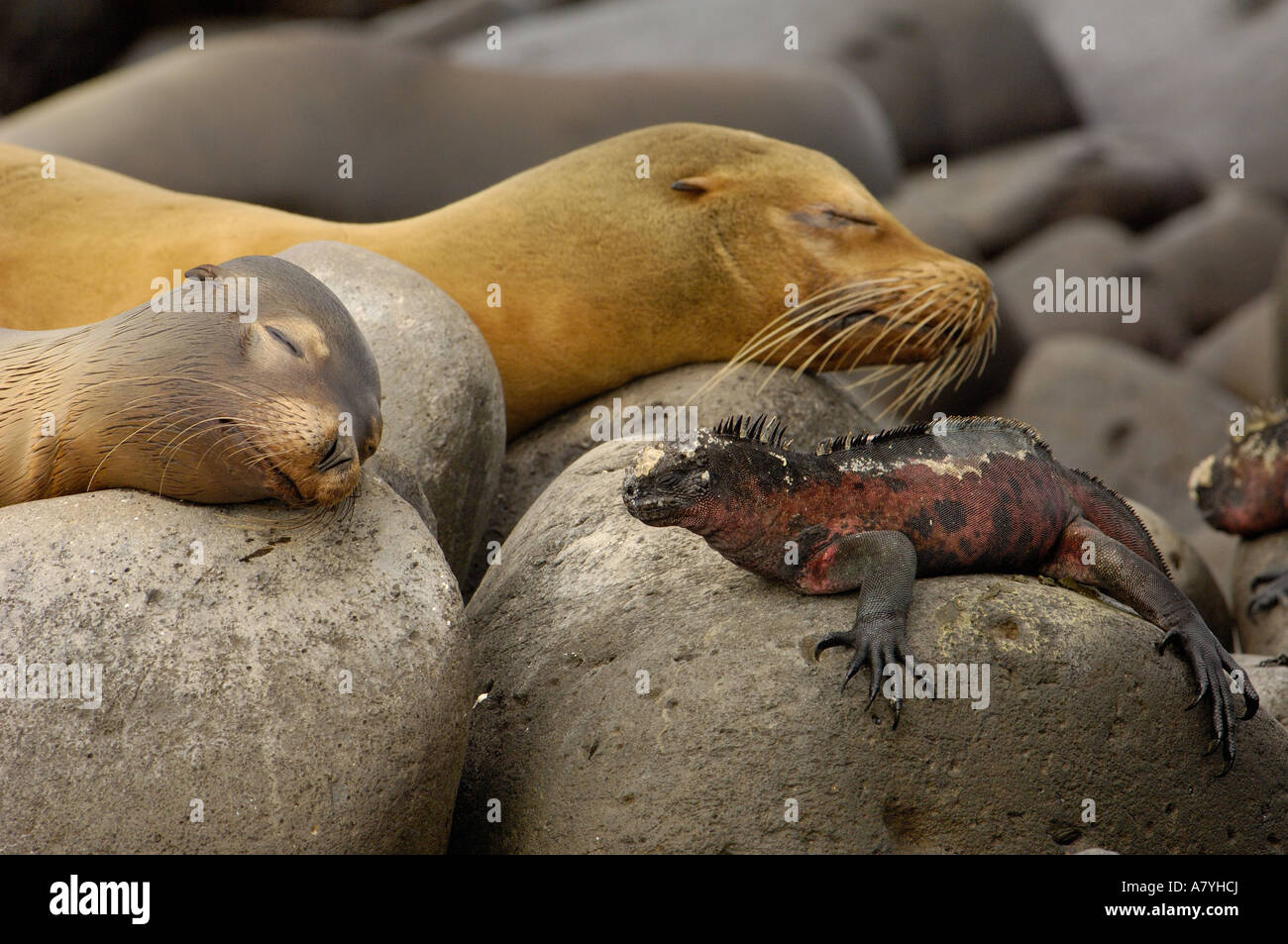 Galapagos sealion and Marine iguana , Punta Suarez, Espa–ola Island ...