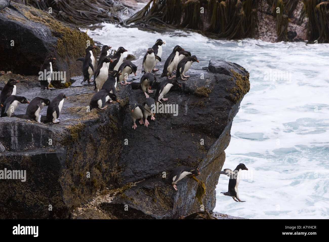 A group of Rockhopper penguins jump together into the surf from their ...