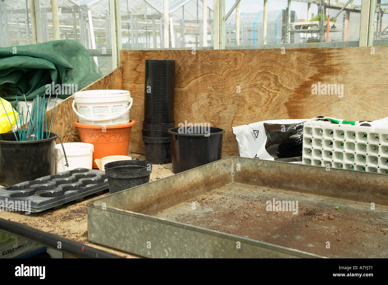 Interior of commercial glasshouse showing potting up tray stakes ...