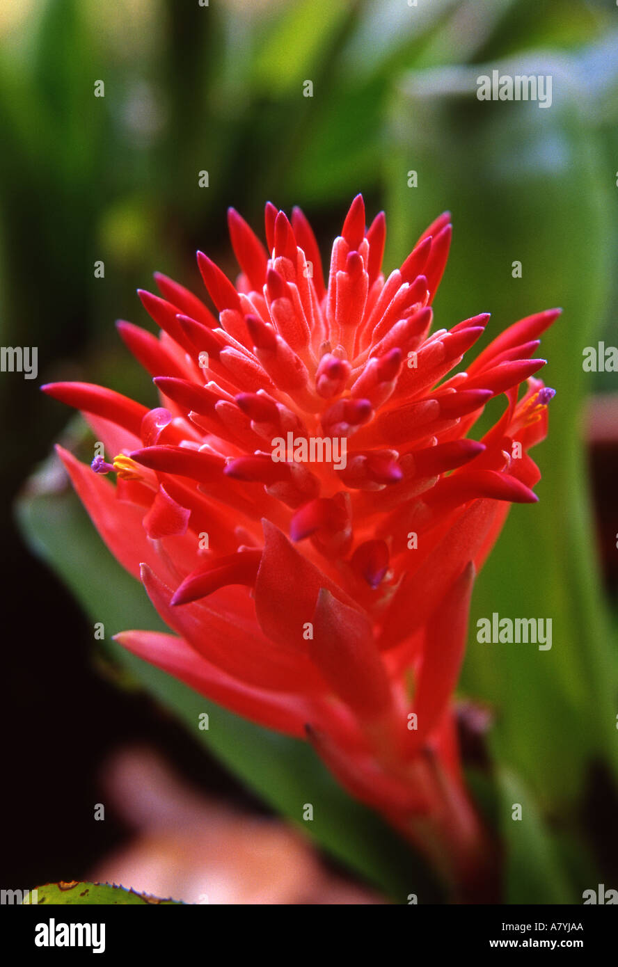 flaming torch red torch Stock Photo - Alamy