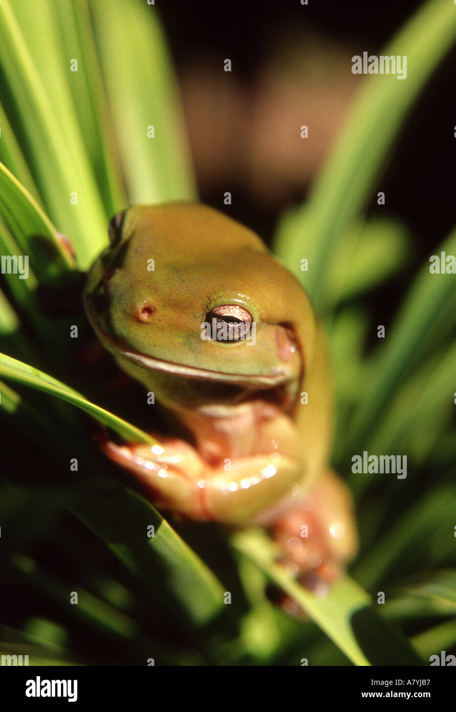 green australian treefrog Stock Photo - Alamy