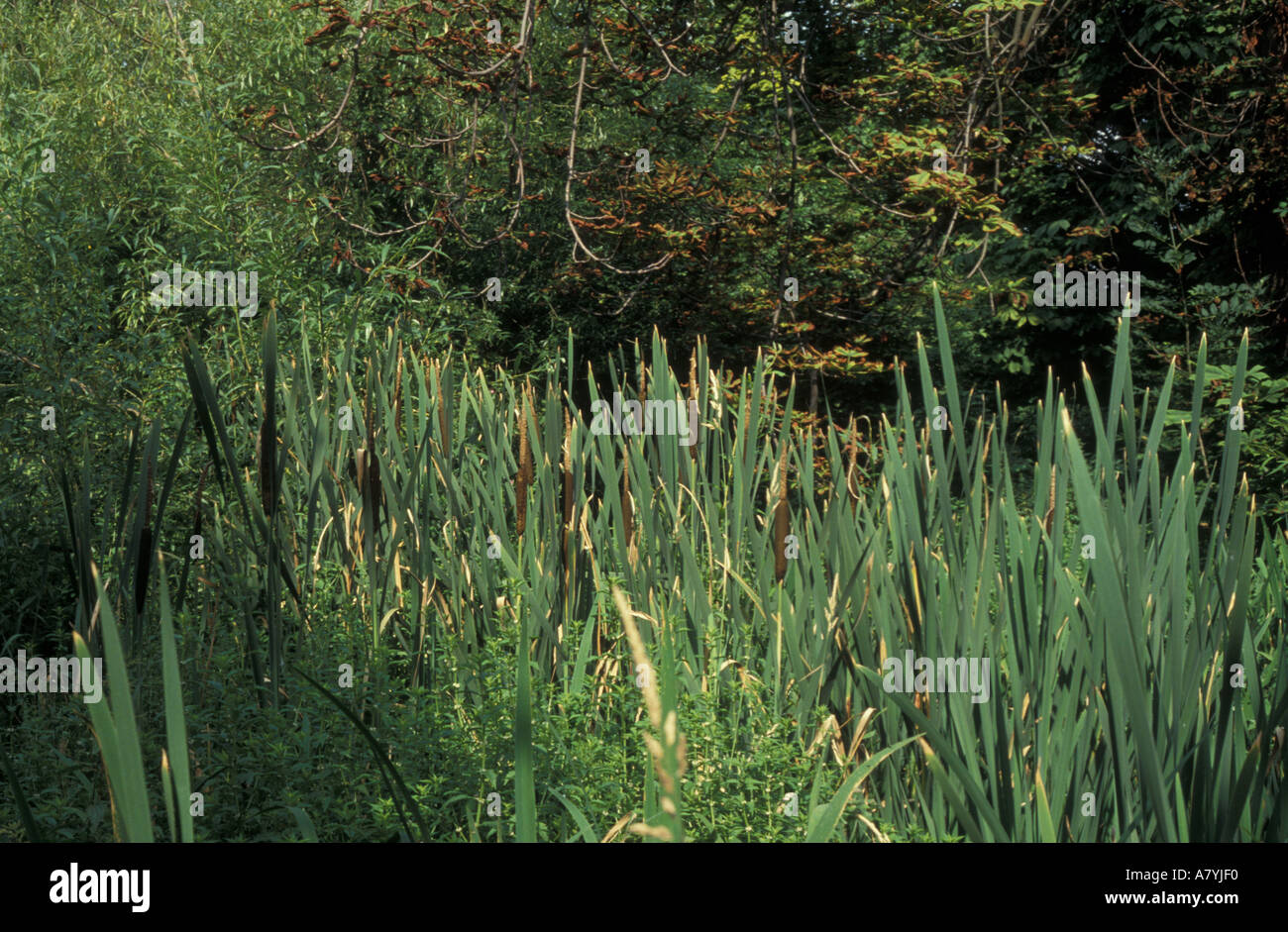 Bull rush rushes bullrush bullrushes hi-res stock photography and ...
