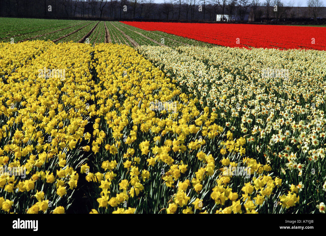Netherlands, Keukenhof, flowers fields at spring Stock Photo - Alamy