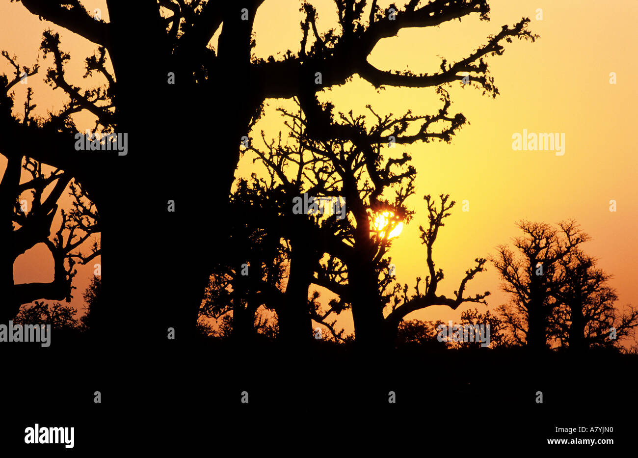 Africa, Senegal, forest in the Bandia reserve Stock Photo - Alamy