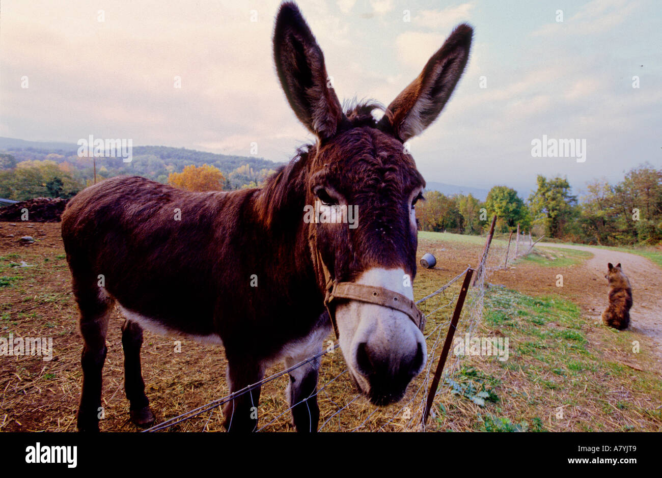 France, Pyrenees Orientales, donkey near Prades Stock Photo - Alamy