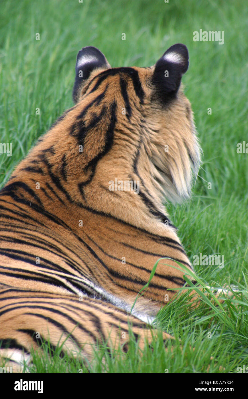 Bengal tiger Panthera tigris tigris showing white patches on back of ...