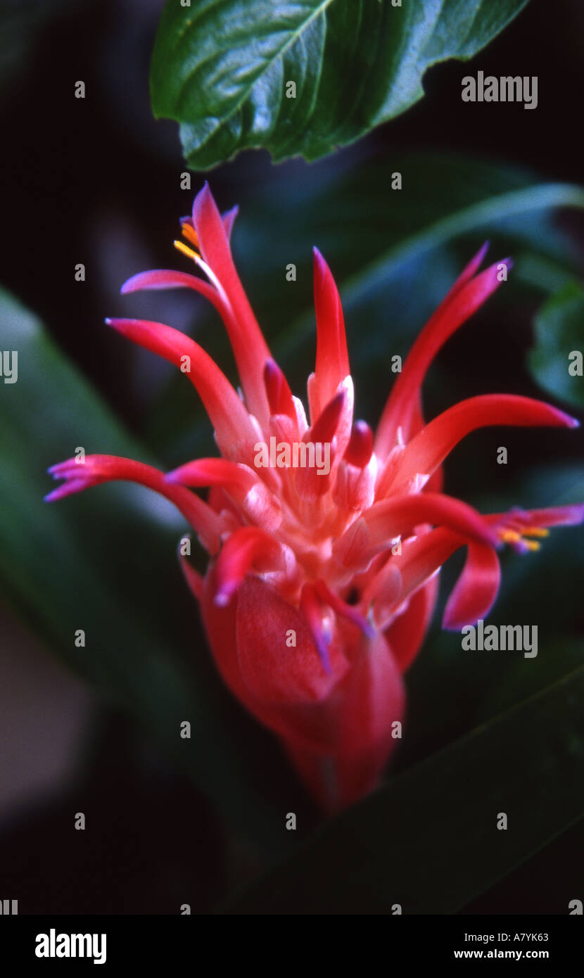 flaming torch red flower Stock Photo - Alamy