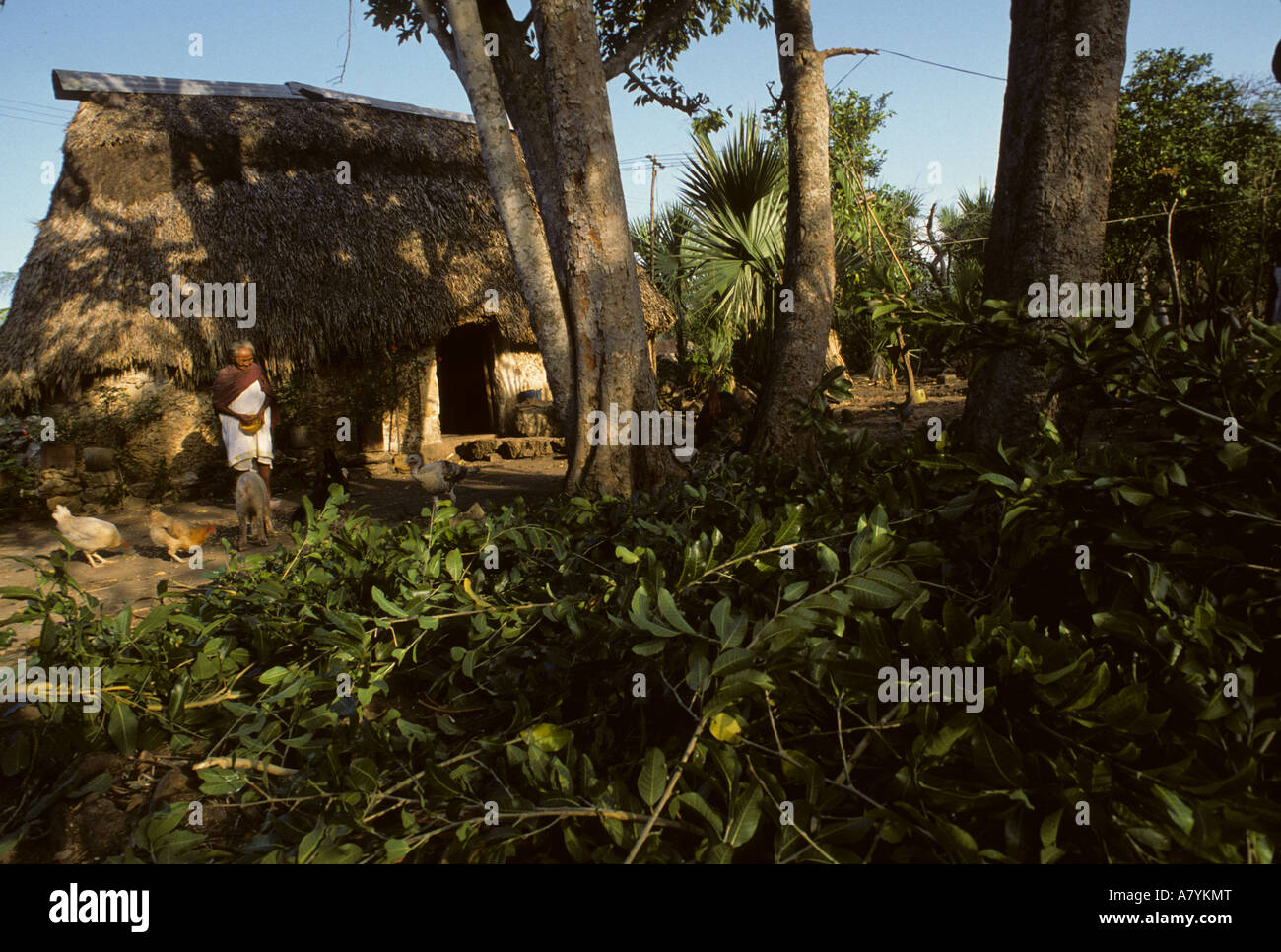 Daily life, Traditional Mayan house, Mexico Stock Photo - Alamy