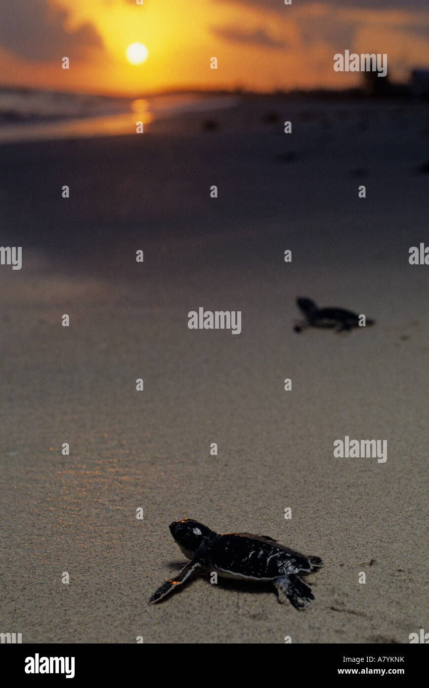 Fauna, Sea Turtles, Yucatan, Mexico Stock Photo - Alamy