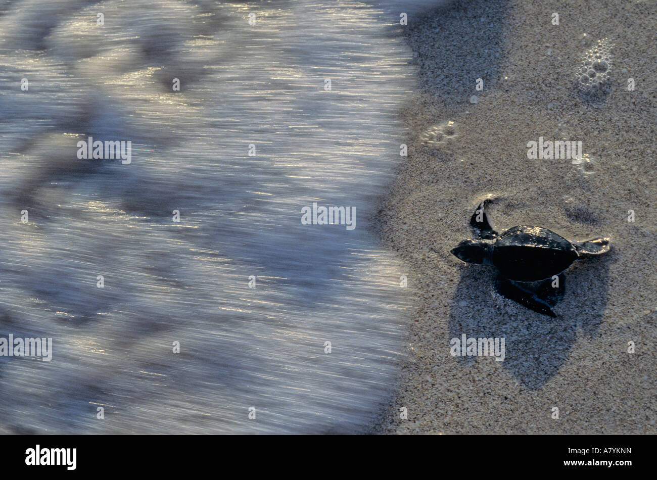 Fauna, Sea turtles, Yucatan, Mexico Stock Photo - Alamy