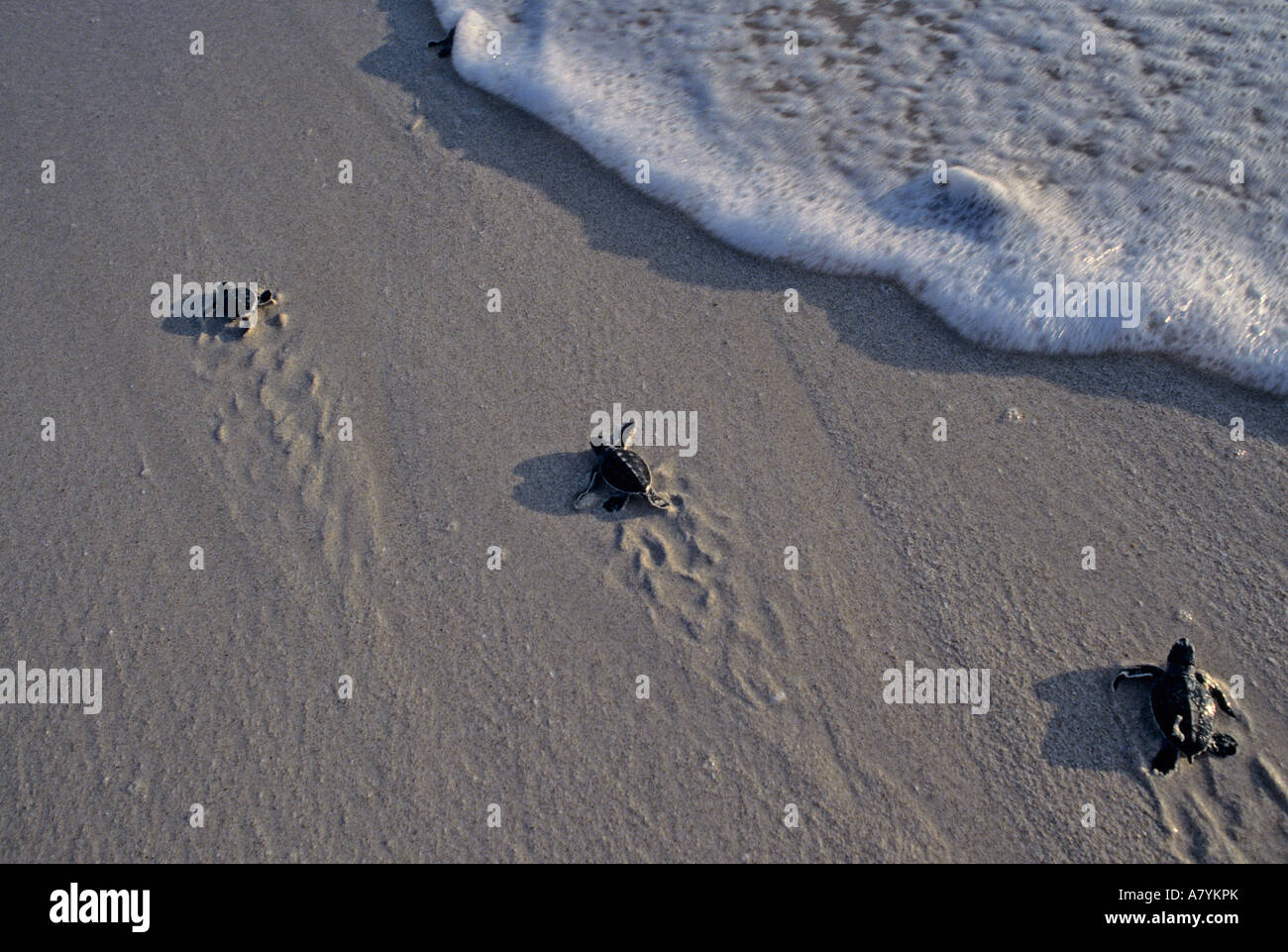 El Cuya High Resolution Stock Photography and Images - Alamy