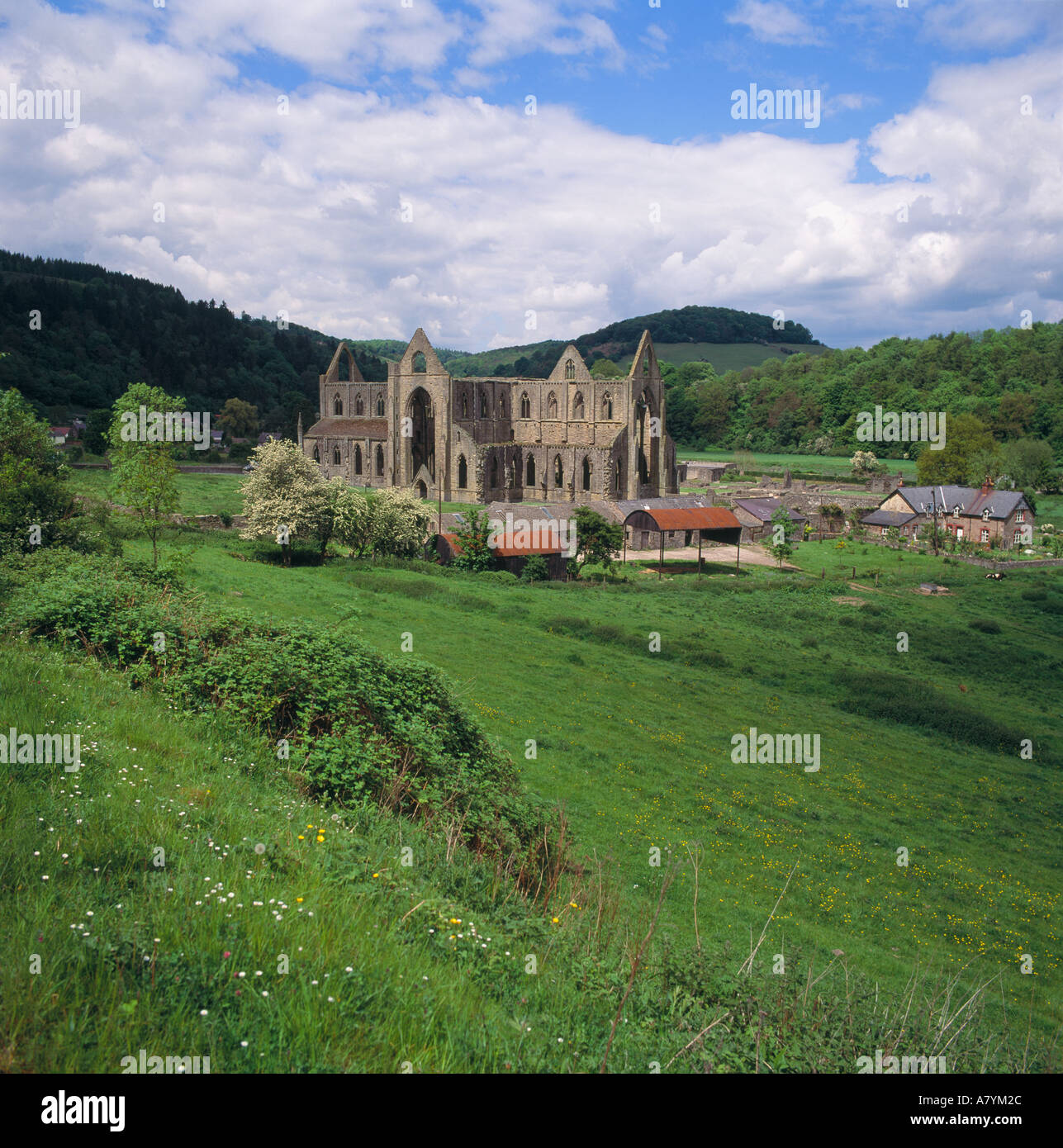 Tintern Abbey Monmouthshire UK Stock Photo - Alamy