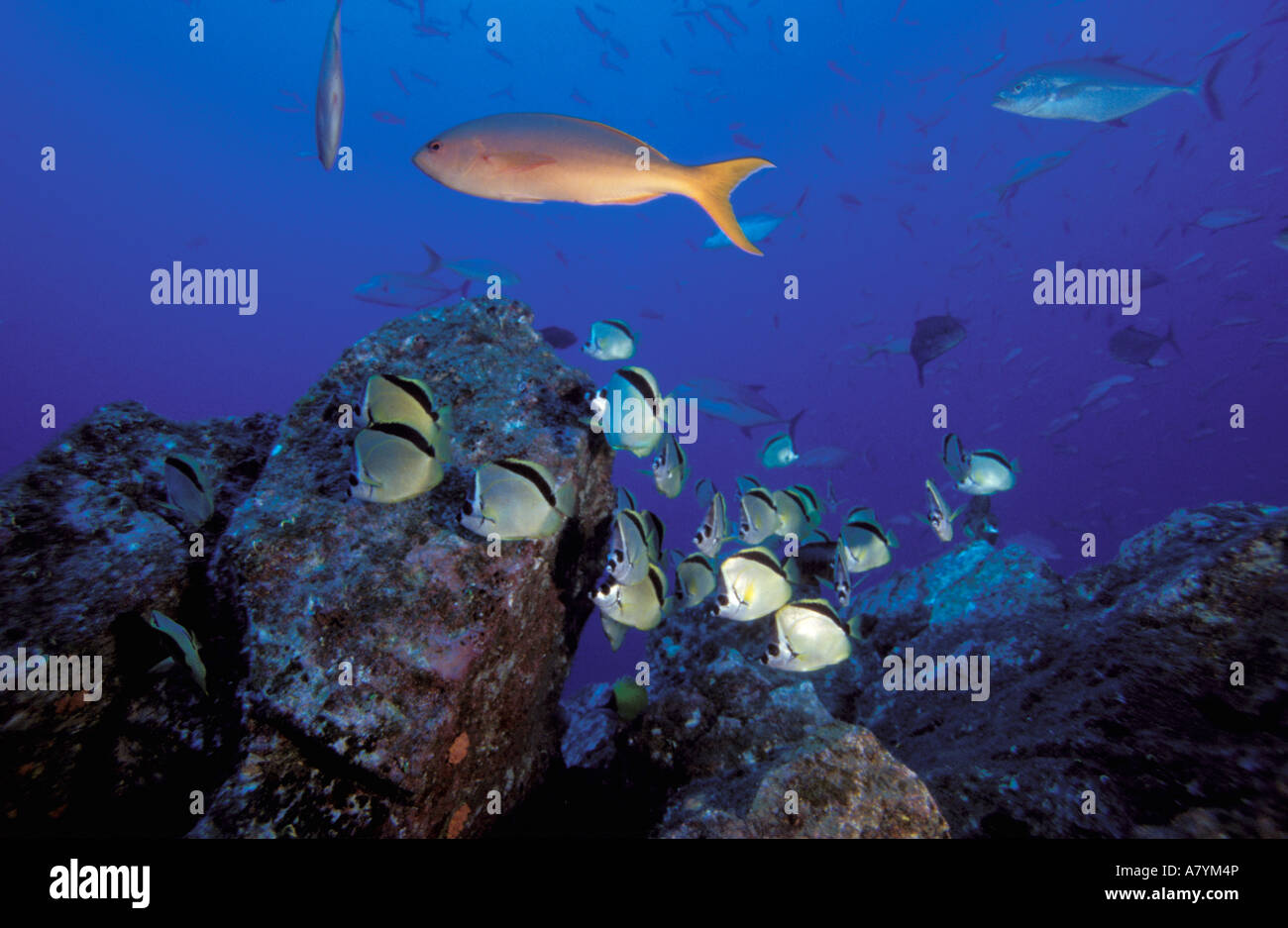 Barber fish hi-res stock photography and images - Alamy