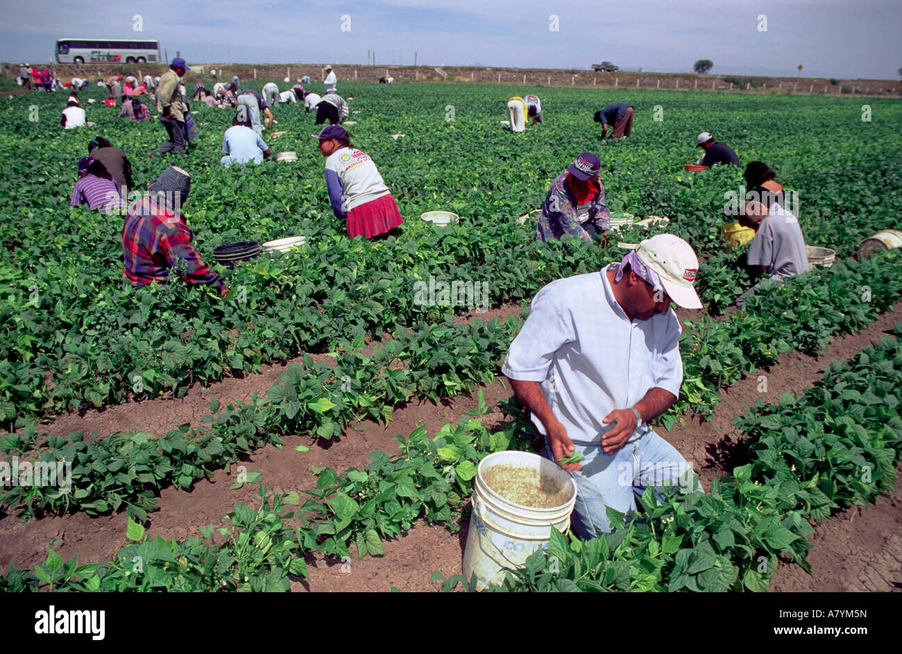 Mexico, Sinaloa, Tayolita-Elota, North America. Workers harvest green ...