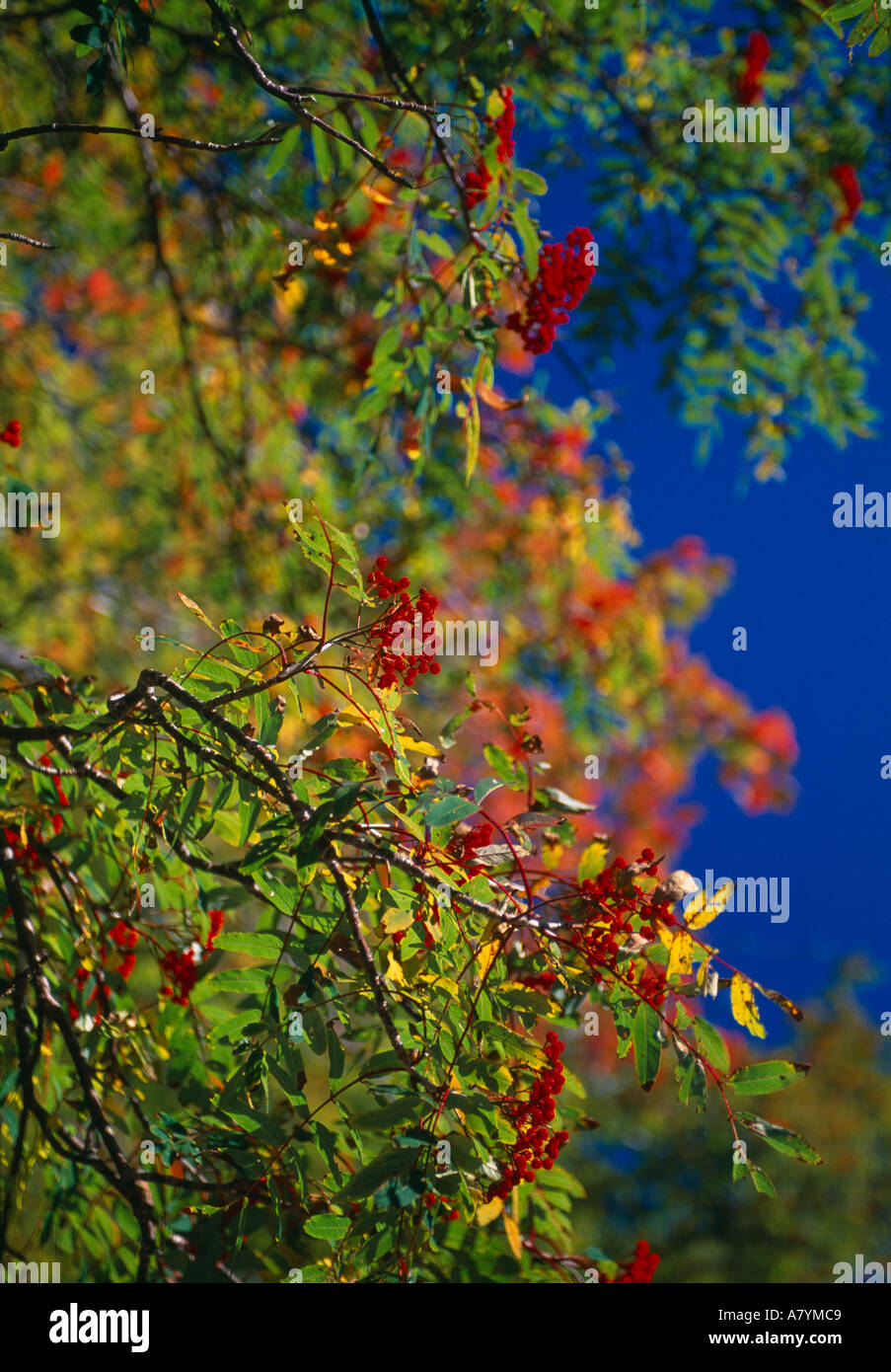 Dogberry hi-res stock photography and images - Alamy