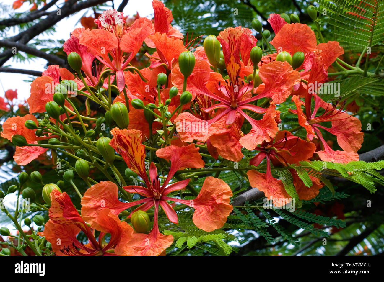 Panama City, Panama, Royal Poinciana, or Flamboyant Tree flowering in ...