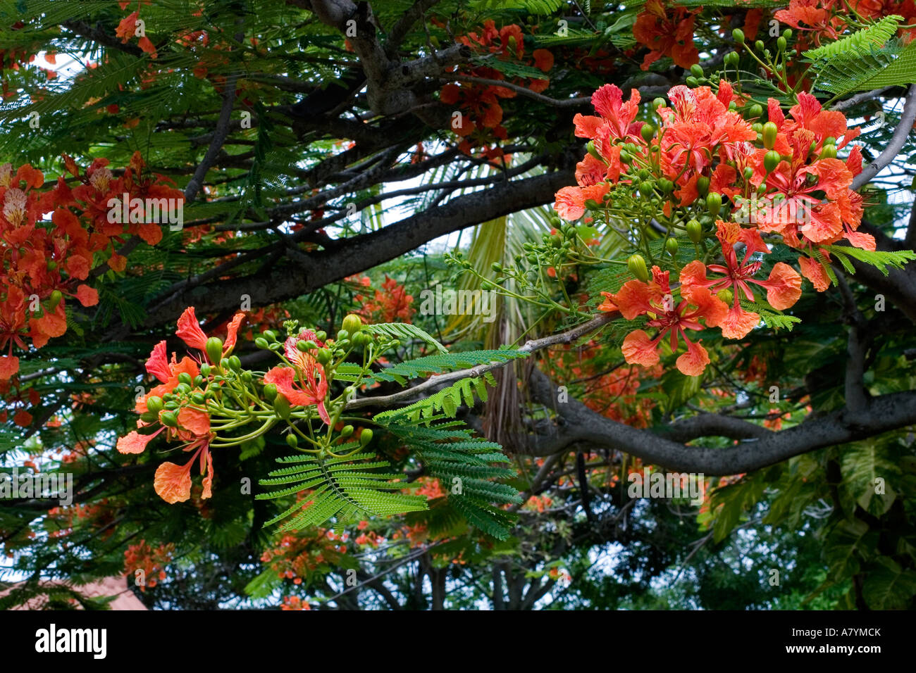 Panama City, Panama, Royal Poinciana, or Flamboyant Tree flowering in ...