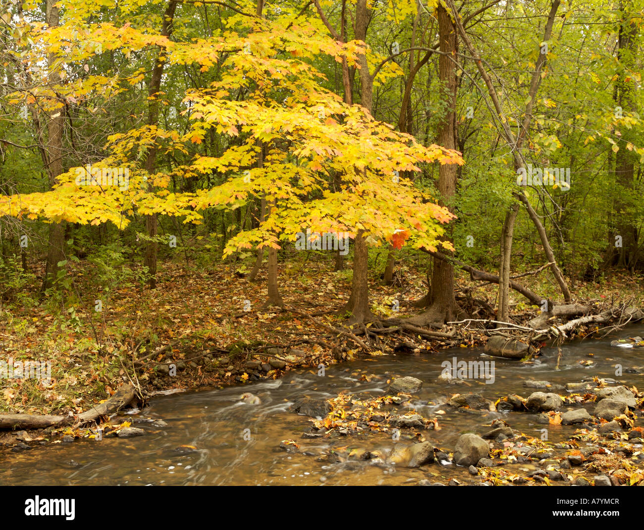 Autumn color along Sawmill Creek in Waterfall Glen Forest Preserve ...
