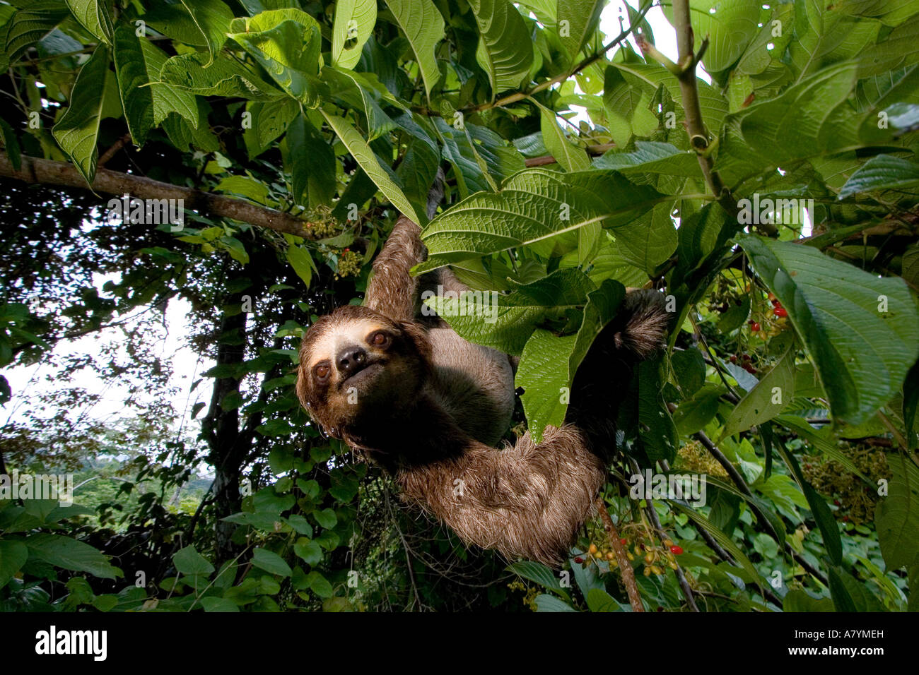 Panama, Panama City, Parque Metropolitano, Three-toed Sloth - BRADYPUS ...