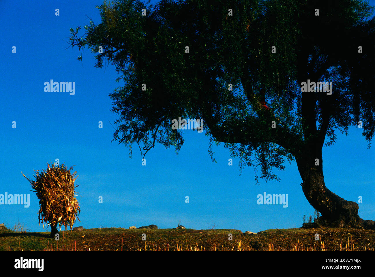 Native peoples, bringing corn stalks in from field, child climbs a tree ...