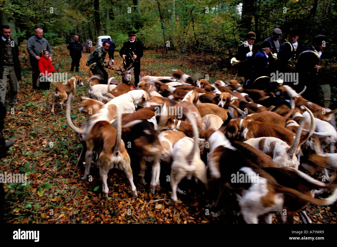 France, hunting with hounds Stock Photo - Alamy