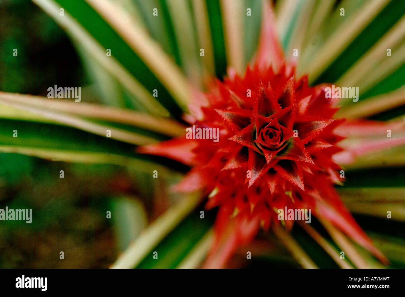 Wilson botanical garden costa rica hi-res stock photography and images ...