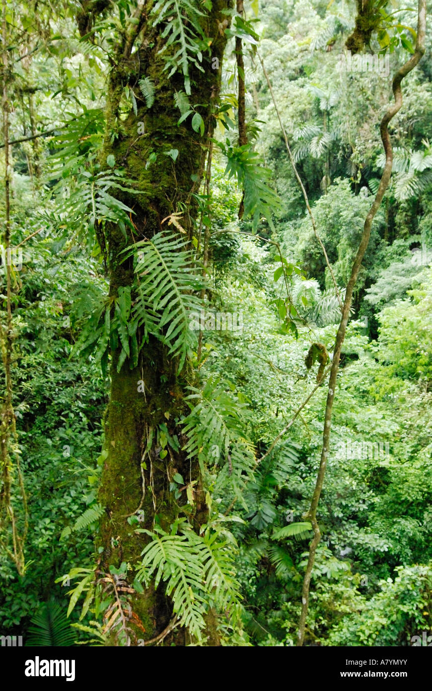 Costa Rica, rainforest ferns Stock Photo - Alamy