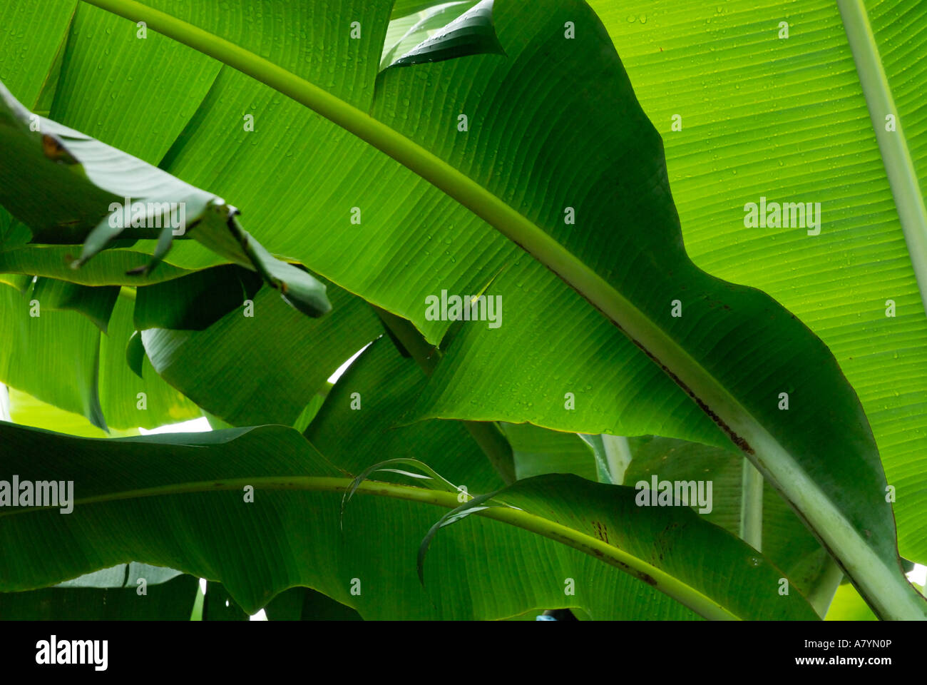 Costa Rica, Banana leaves Stock Photo - Alamy