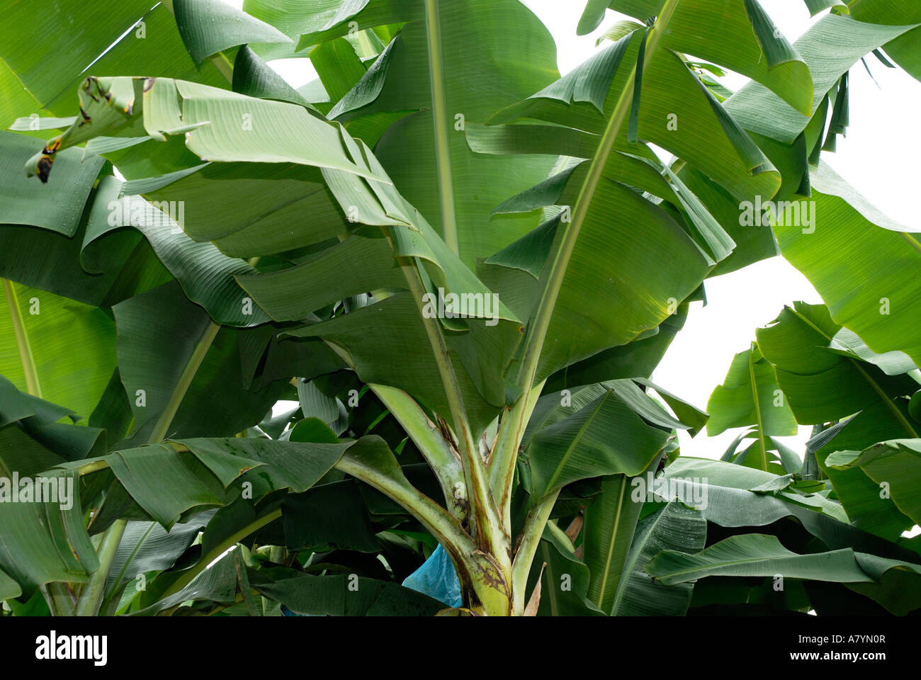 Costa Rica, Banana leaves Stock Photo - Alamy