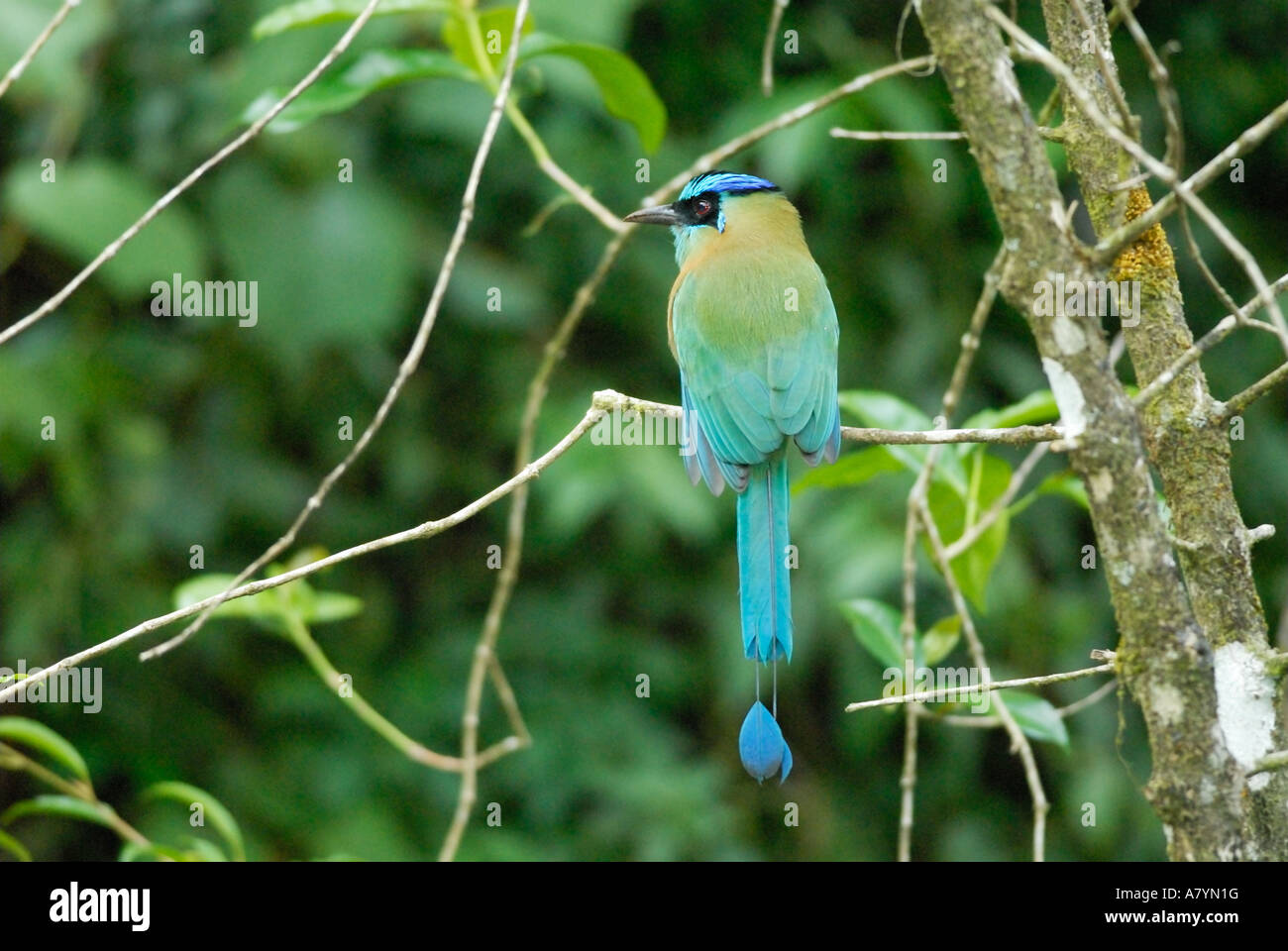 Costa Rica, Blue-crowned motmot in cloud forest Stock Photo - Alamy