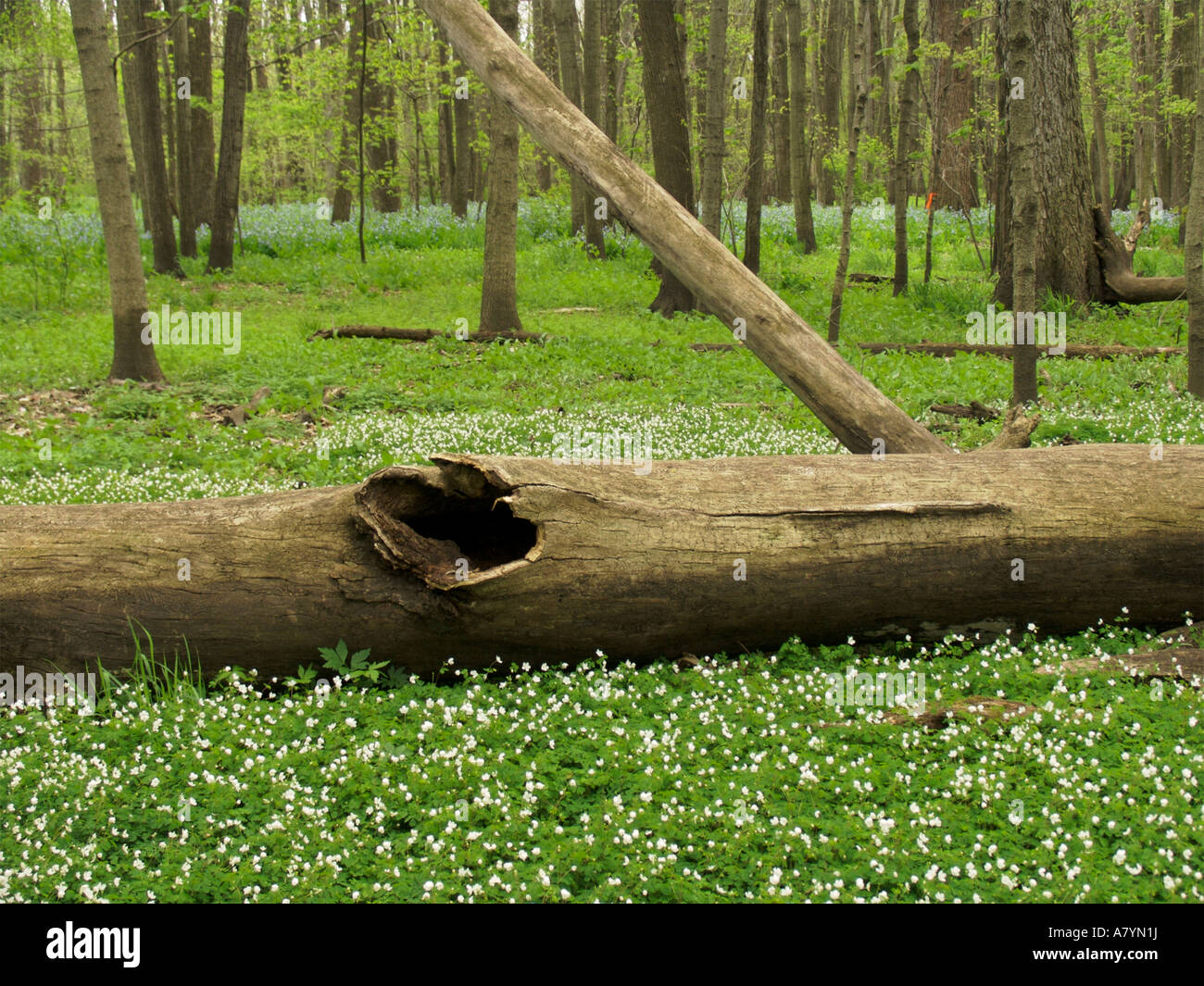 Deciduous woodland in spring with wildflowers Russell Woods Forest ...