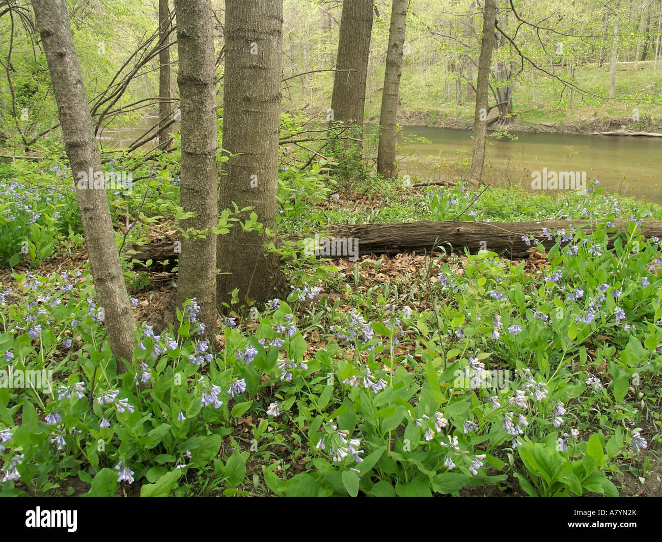 Deciduous woodland in spring with wildflowers Russell Woods Forest ...