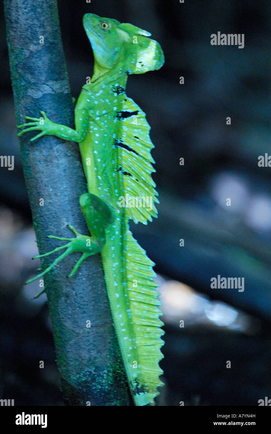 Emerald basilisk lizard hi-res stock photography and images - Alamy