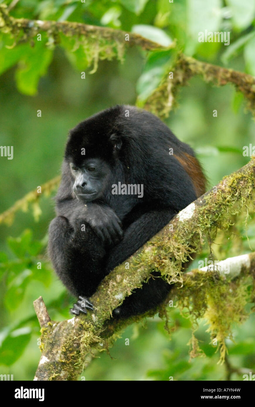 Costa Rica, Arenal, howler monkey high in canopy viewed from canopy ...