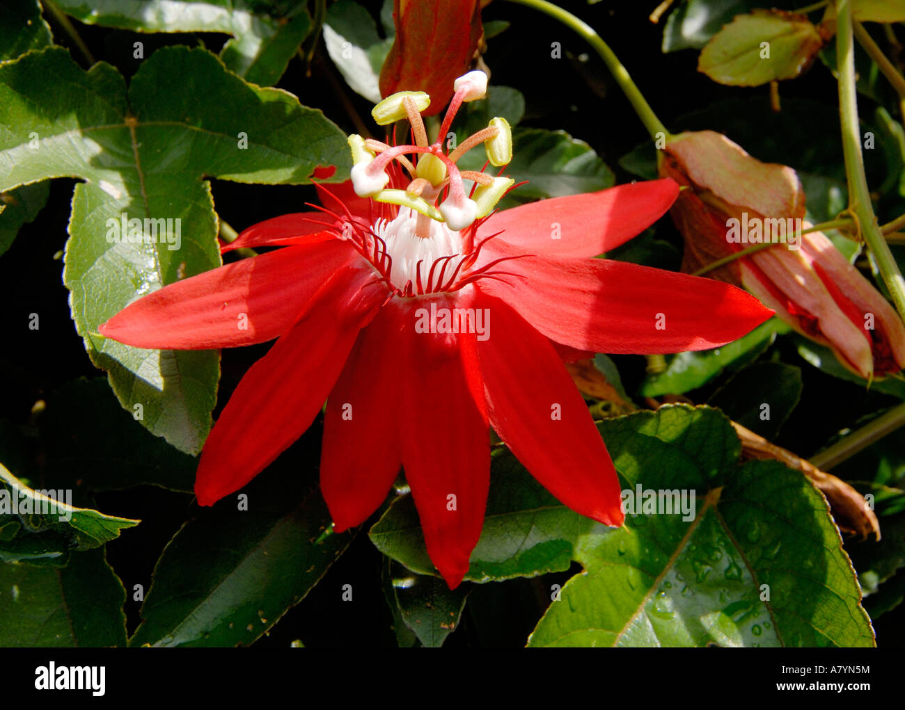 Costa Rica, passion flower Stock Photo - Alamy