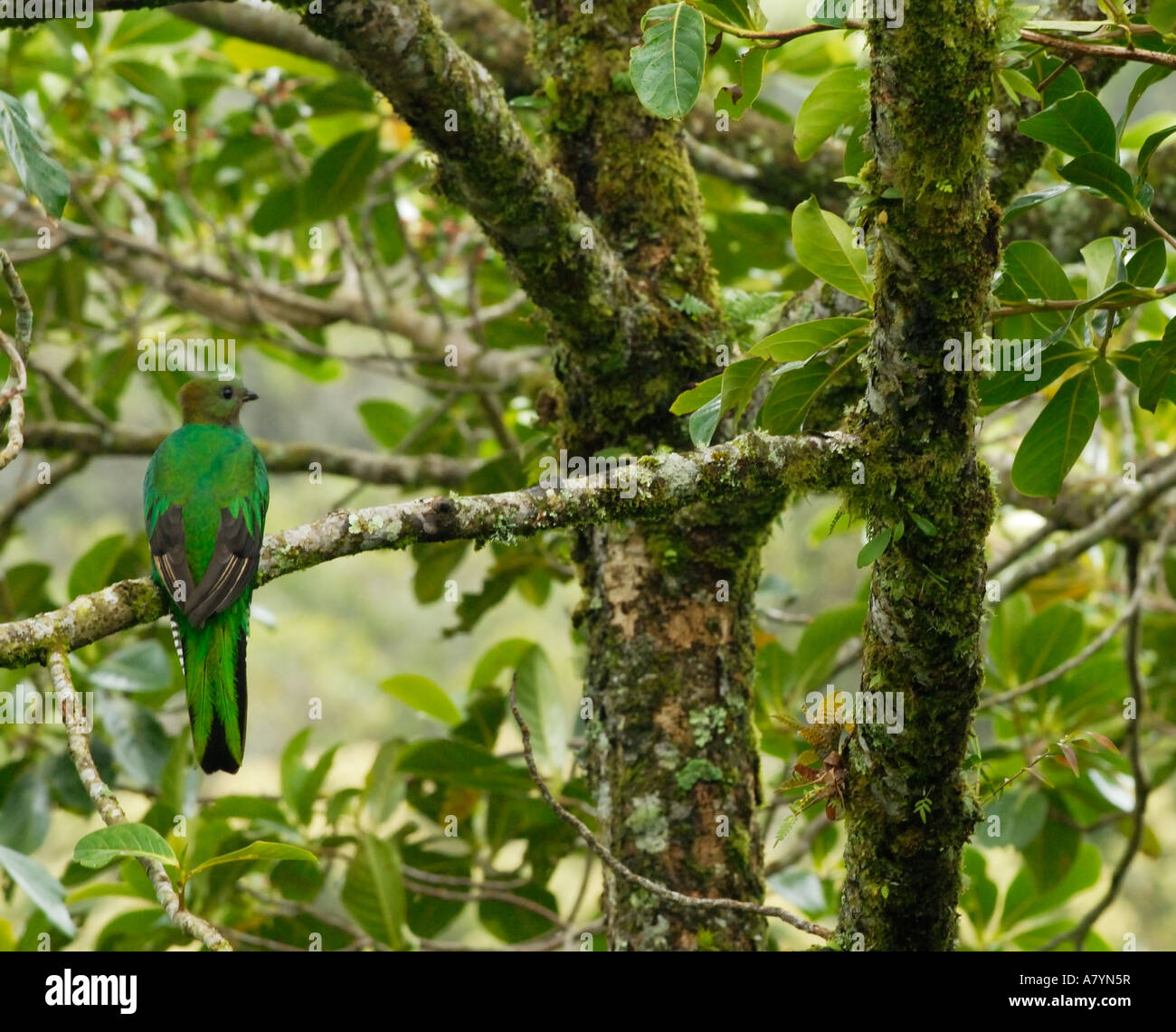 Costa Rica, female respendent quetzal in avocado tree, a favored food ...