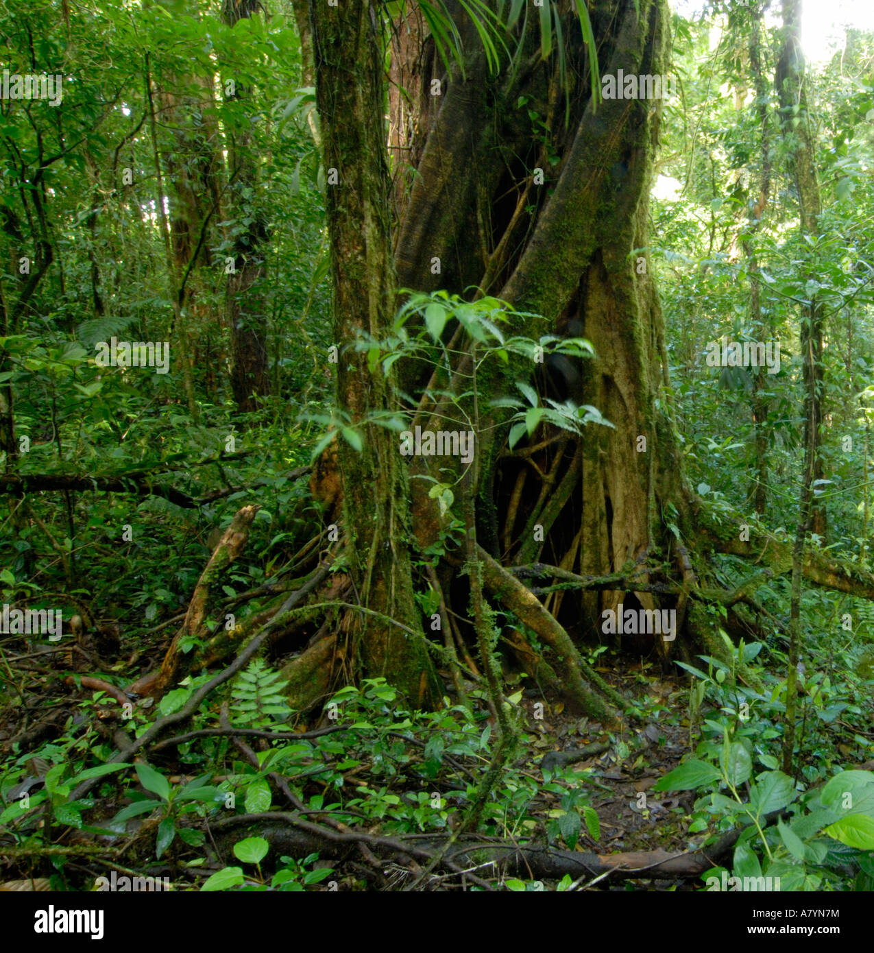 Costa Rica, strangler fig in Monteverde Sanctuary Stock Photo - Alamy