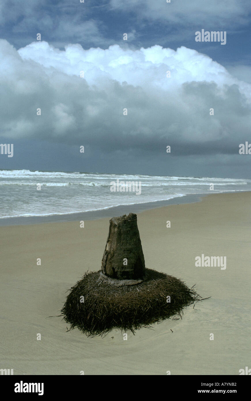 Coconut stump hi-res stock photography and images - Alamy