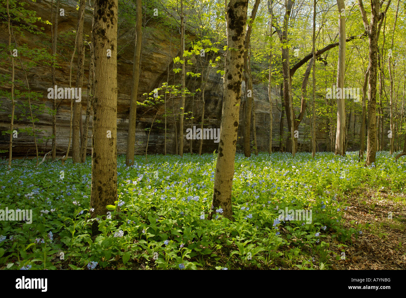 Illinois ecosystem hi-res stock photography and images - Alamy
