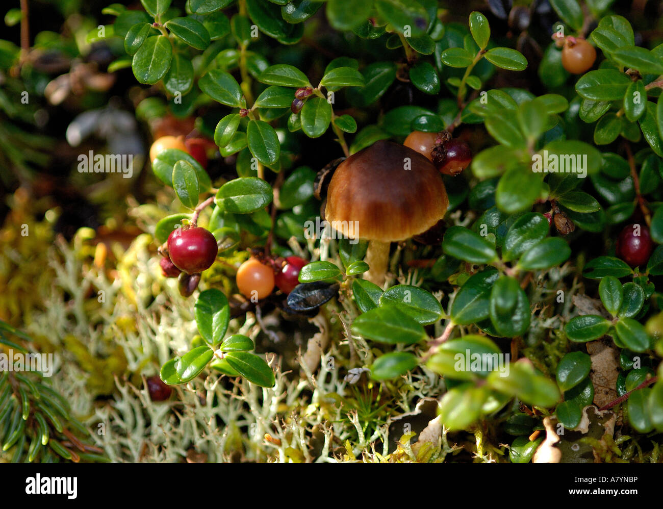 Alaska, Denali National Park, Hidden World, Mushroom, Berries, Lichens ...