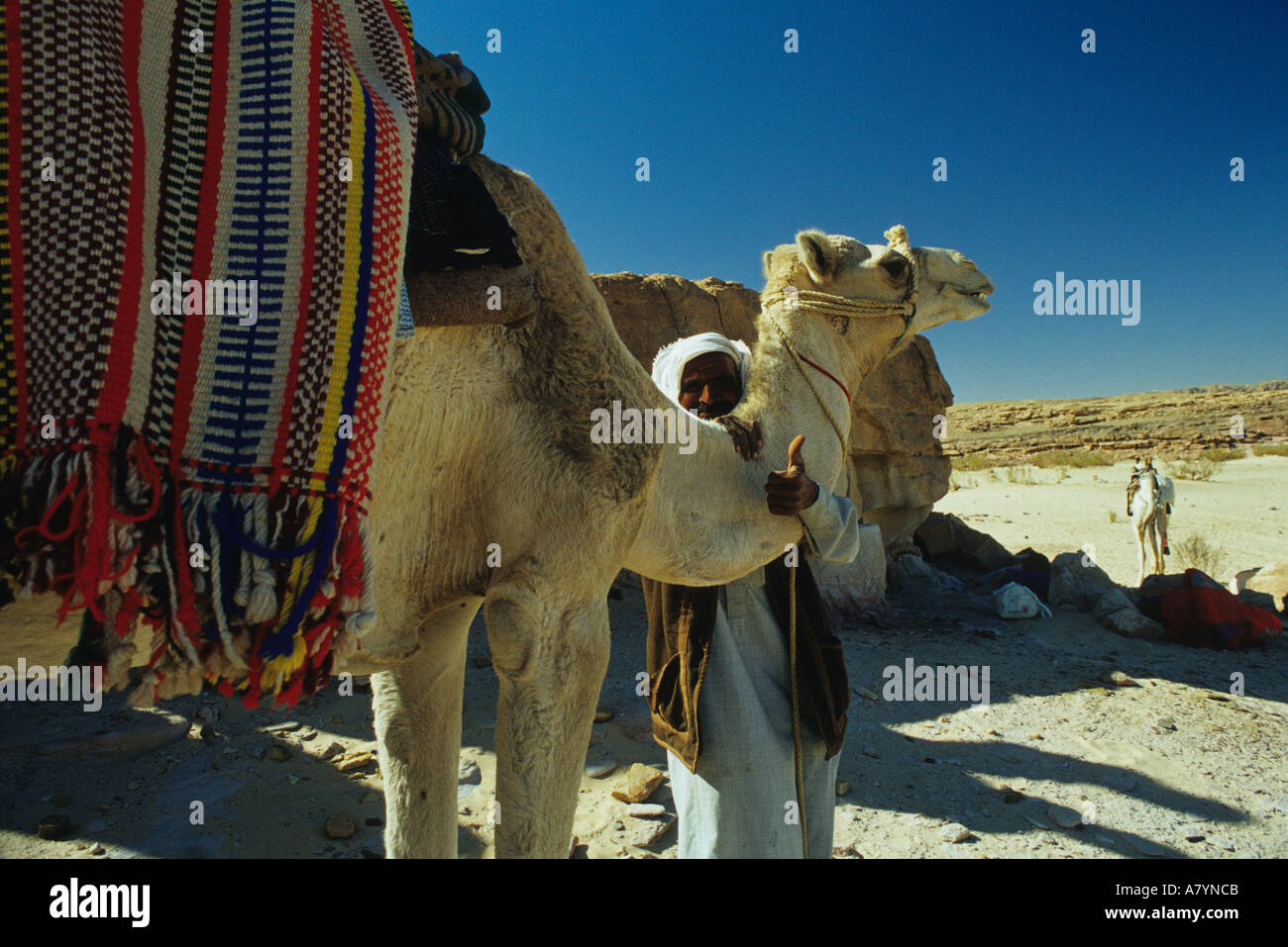 Bedouin camel Sinai Egypt Stock Photo - Alamy