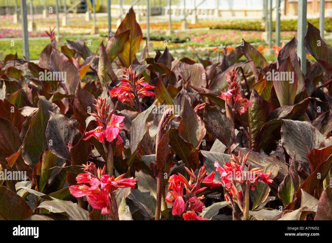 Canna tropicanna black canna lily plant hi-res stock photography and ...